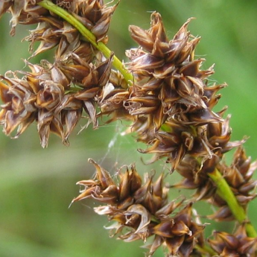 Greater Tussock Sedge (Carex Paniculata) Plant Care & How to Grow, Water