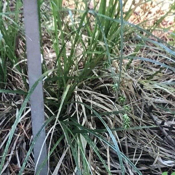 Carex Paulo-vargasii Care Guide: Water, Soil & Propagation - Plantiary