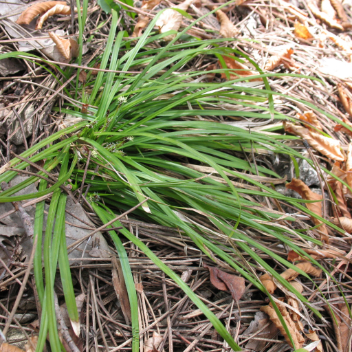 Longstalk Sedge (Carex Pedunculata) Plant Care & How to Grow, Water