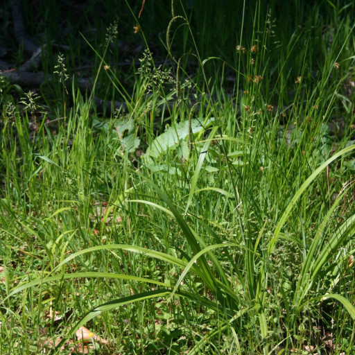 Pendulous Sedge (Carex Pendula) Plant Care & How to Grow, Water