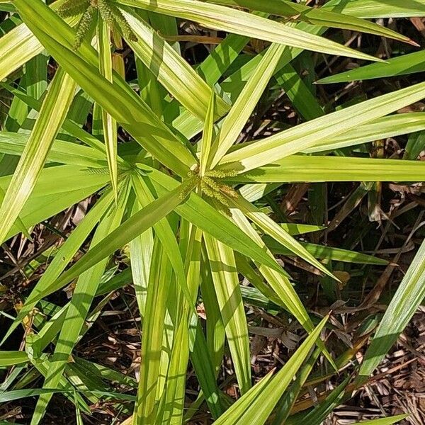 Palm Sedge (Carex Phyllocephala) Care Guide: Water, Soil & Propagation ...