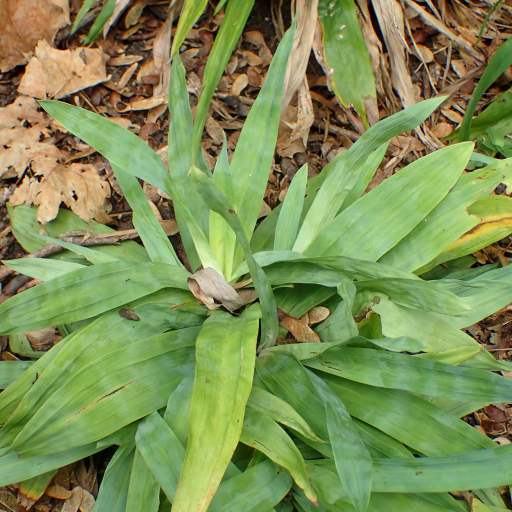 Broad-Leaf Sedge (Carex Platyphylla) Plant Care & How to Grow, Water