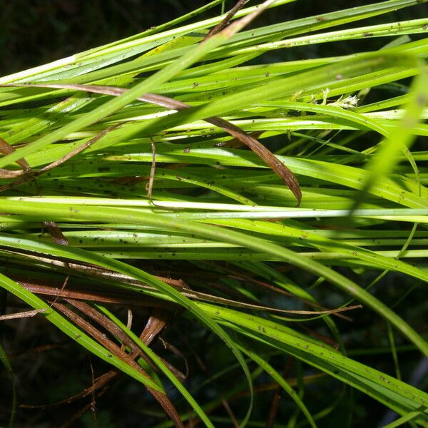 Caribbean Sedge (Carex Polystachya) Plant Care & How to Grow, Water