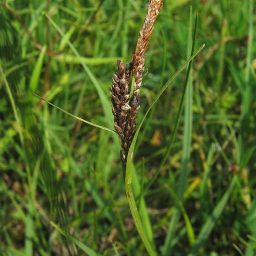 Red Hook Sedge (Carex Punicea) Plant Care & How to Grow, Water