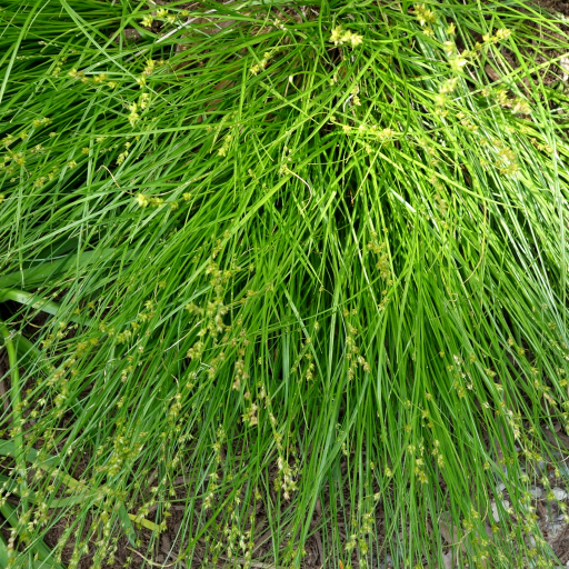 Eastern Star Sedge (Carex Radiata) Plant Care & How to Grow, Water