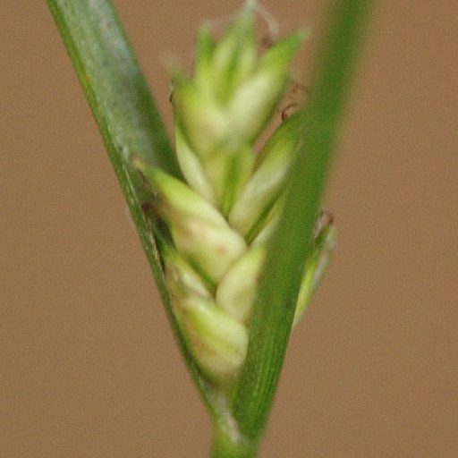 Remote Sedge (Carex Remota) Plant Care & How to Grow, Water