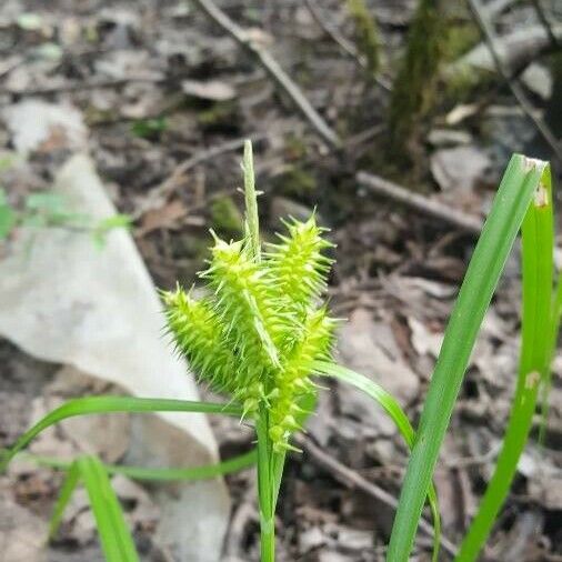 Knotsheath Sedge (Carex Retrorsa) Plant Care & How to Grow, Water