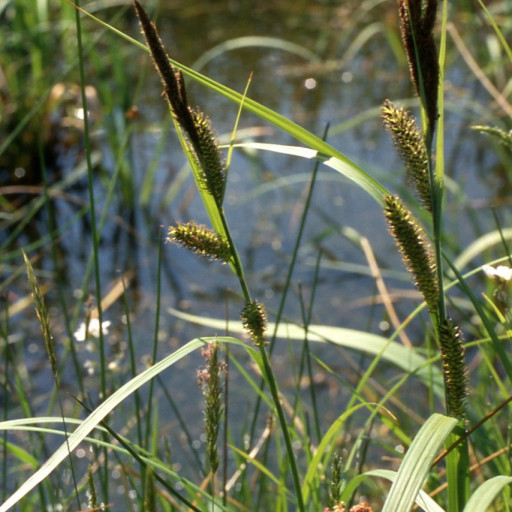 Greater Pond-Sedge (Carex Riparia) Plant Care & How to Grow, Water