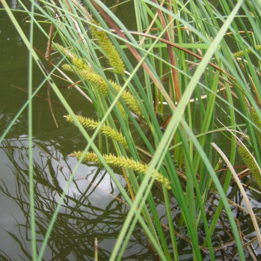 Bottle Sedge (Carex Rostrata) Plant Care & How to Grow, Water