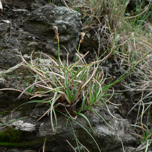 Curly Sedge (Carex Rupestris) Plant Care & How to Grow, Water