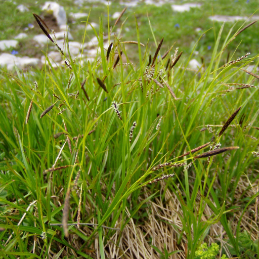 Alpine Tufted Sedge (Carex Sempervirens) Plant Care & How to Grow, Water