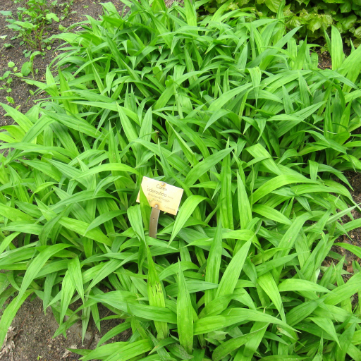 Creeping Broad-Leaf Sedge (Carex Siderosticta) Plant Care & How to Grow ...