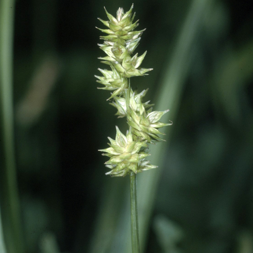 Bur Reed Sedge (Carex Sparganioides) Plant Care & How to Grow, Water