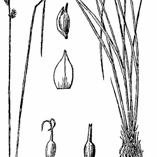 Dioecious Sedge (Carex Sterilis) Plant Care & How to Grow, Water