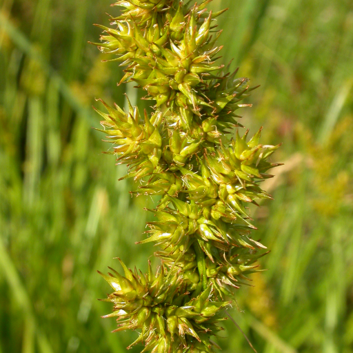 Stalk-Grain Sedge (Carex Stipata) Plant Care & How to Grow, Water