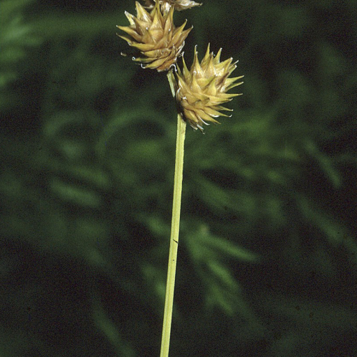 Eastern Straw Sedge (Carex Straminea) Plant Care & How to Grow, Water