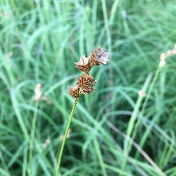 Small-Bract Sedge (Carex Subbracteata) Care Guide: Water, Soil ...