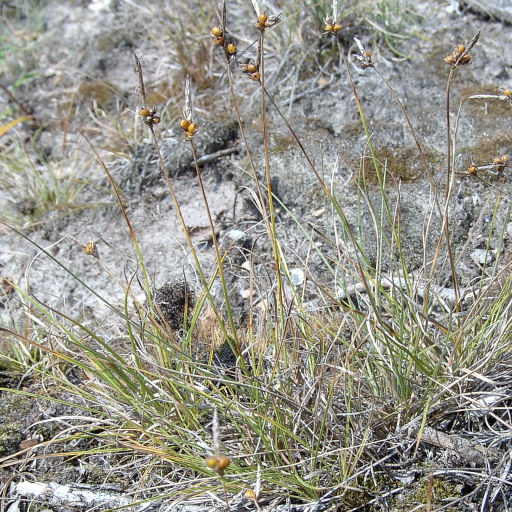Weak Arctic Sedge (Carex Supina) Plant Care & How to Grow, Water