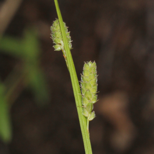 Swan's Sedge (Carex Swanii) Plant Care & How to Grow, Water