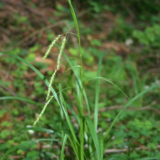 Wood Sedge (Carex Sylvatica) Plant Care & How to Grow, Water