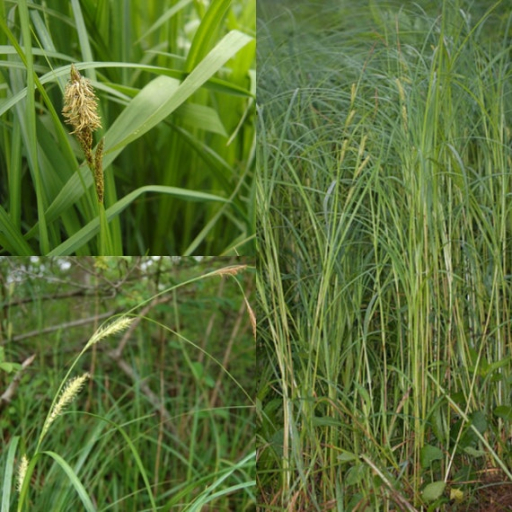 Hairy-Fruit Sedge (Carex Trichocarpa) Plant Care & How to Grow, Water