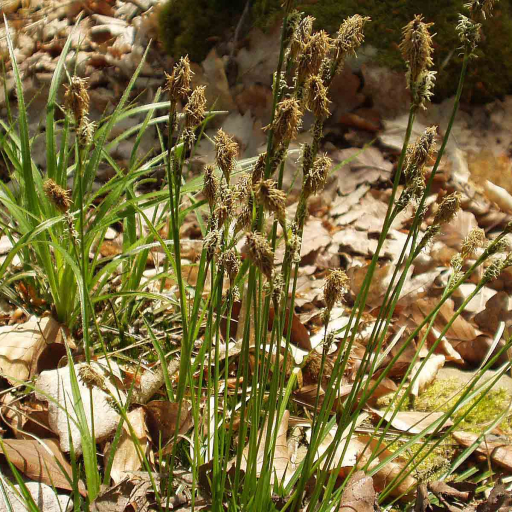 Shady Sedge (Carex Umbrosa) Plant Care & How to Grow, Water