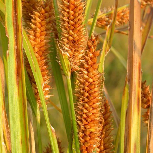 Northwest Territory Sedge (Carex Utriculata) Plant Care & How to Grow ...