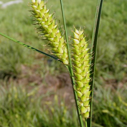 Bladder Sedge (Carex Vesicaria) Care Guide: Water, Soil & Propagation ...