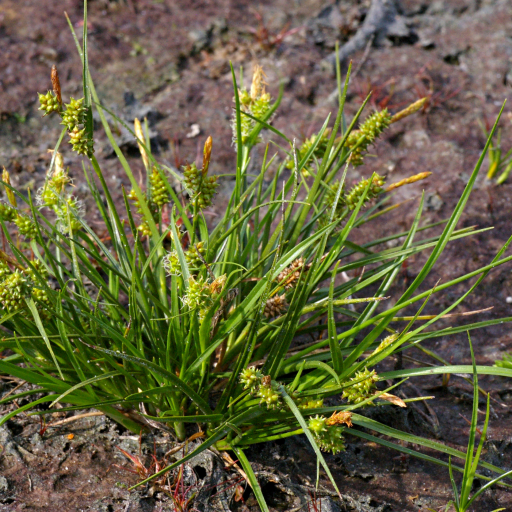 Little Green Sedge (Carex Viridula) Plant Care & How to Grow, Water