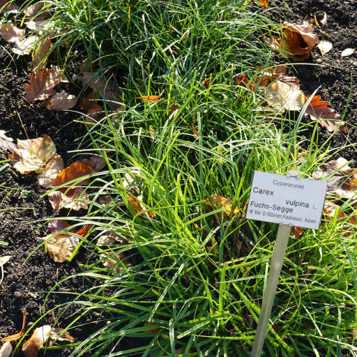True Fox Sedge (Carex Vulpina) Plant Care & How to Grow, Water