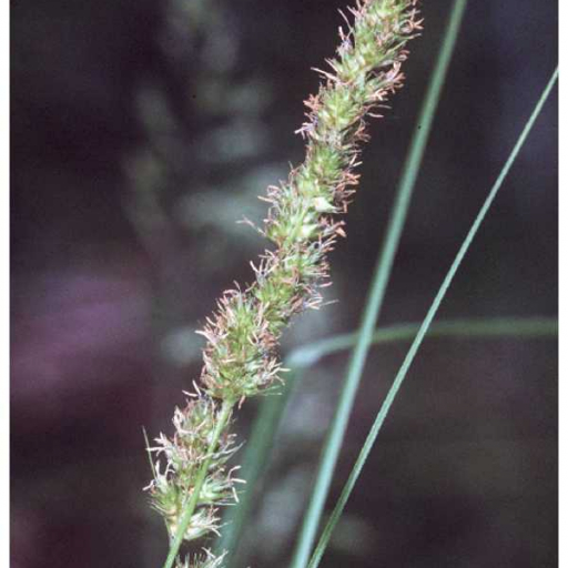 American Fox Sedge (Carex Vulpinoidea) Plant Care & How to Grow, Water