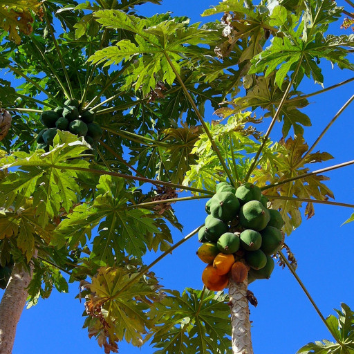 Papaya (Carica Papaya) Plant Care & How to Grow, Water