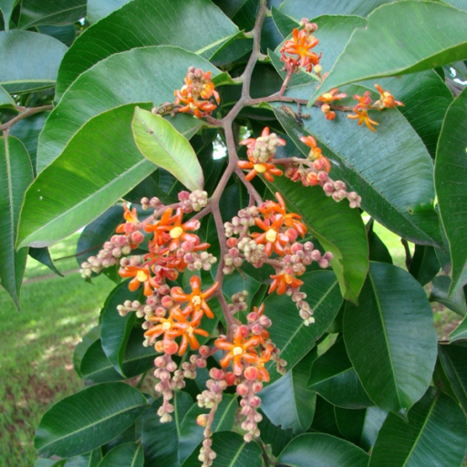 Cariniana Rubra Care Guide: Water, Soil & Propagation - Plantiary