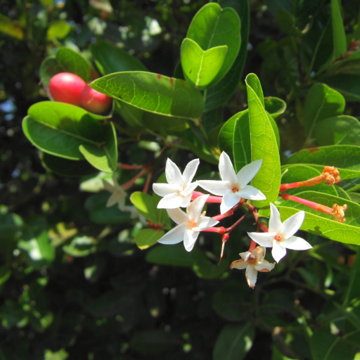 Karanda (Carissa Carandas) Plant Care & How to Grow, Water