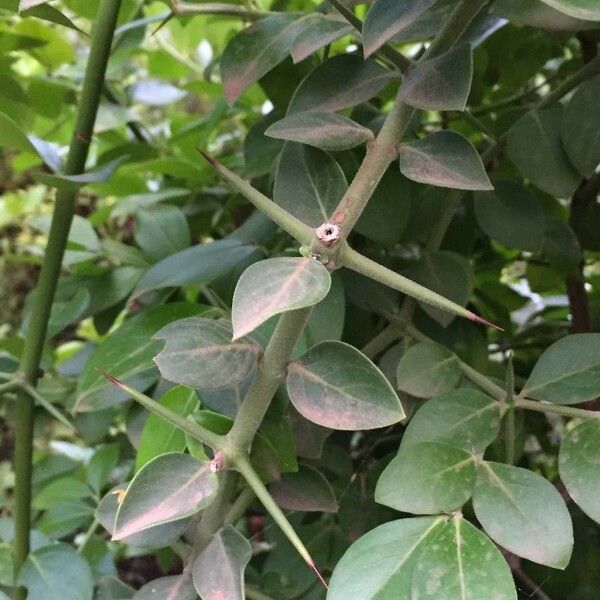 Bush Plum (Carissa Edulis) Plant Care & How to Grow, Water