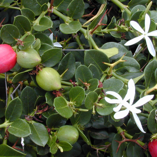 Natal Plum Plant Care & How to Grow, Water