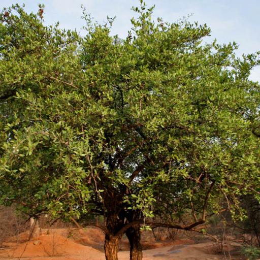 Bush Plum (Carissa Spinarum) Plant Care & How to Grow, Water