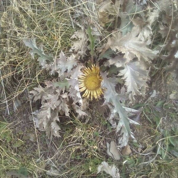 Acanthus-Leaved Carline-Thistle (Carlina Acanthifolia) Plant Care & How ...