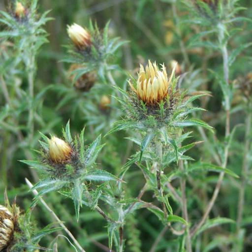 Bieberstein's Thistle (Carlina Biebersteinii) Plant Care & How to Grow ...