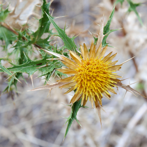 Corymbose Carline Thistle (Carlina Corymbosa) Plant Care & How to Grow ...