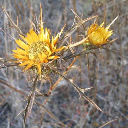 Involucrate Carline Thistle (Carlina Curetum) Plant Care & How to Grow ...