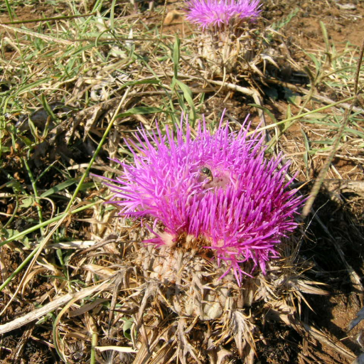 Pine Thistle (Carlina Gummifera) Plant Care & How to Grow, Water