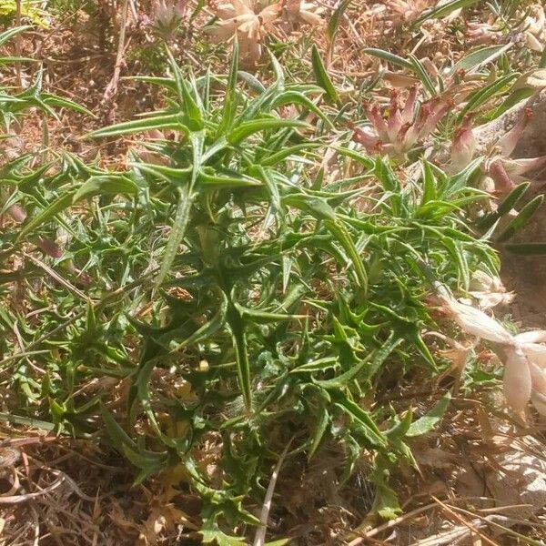 African Carline Thistle (Carlina Involucrata) Plant Care & How to Grow ...