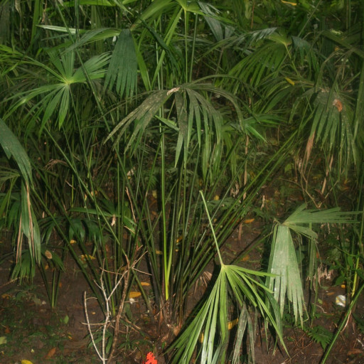 Panama-Hat-Palm (Carludovica Palmata) Plant Care & How to Grow, Water