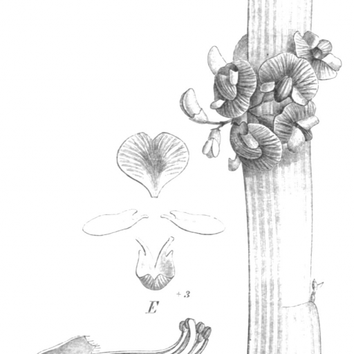 Nz Native Broom (Carmichaelia Australis) Plant Care & How to Grow, Water