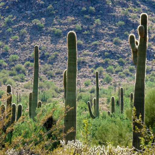 Saguaro (Carnegiea Gigantea) Plant Care & How to Grow, Water