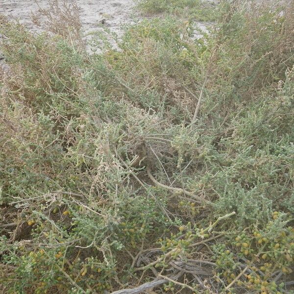 Caroxylon Imbricatum Plant Care & How to Grow, Water