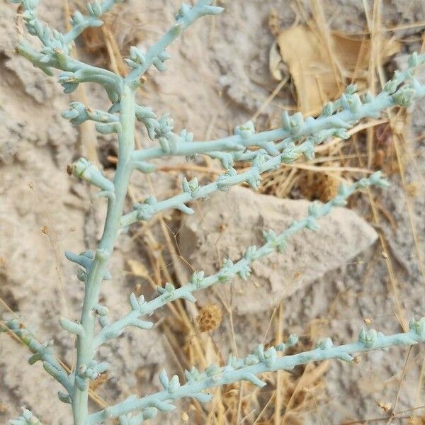 Caroxylon Incanescens Plant Care & How to Grow, Water