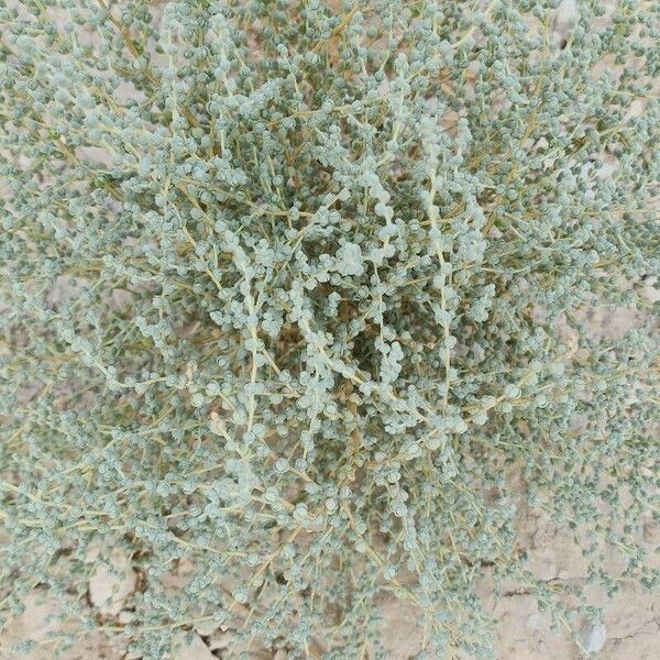 Caroxylon Jordanicola Plant Care & How to Grow, Water