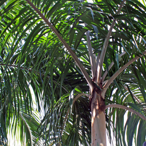 Carpentaria Palm (Carpentaria Acuminata) Plant Care & How to Grow, Water